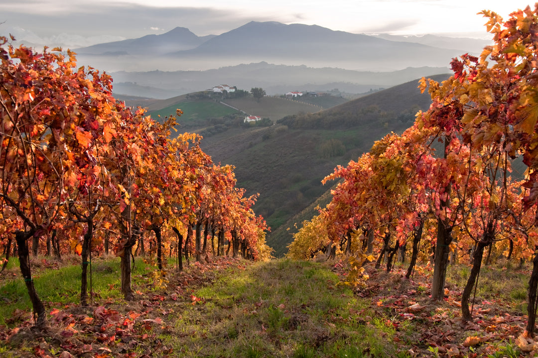 Perrine's Wine Shop – PERRINE's WINE SHOP